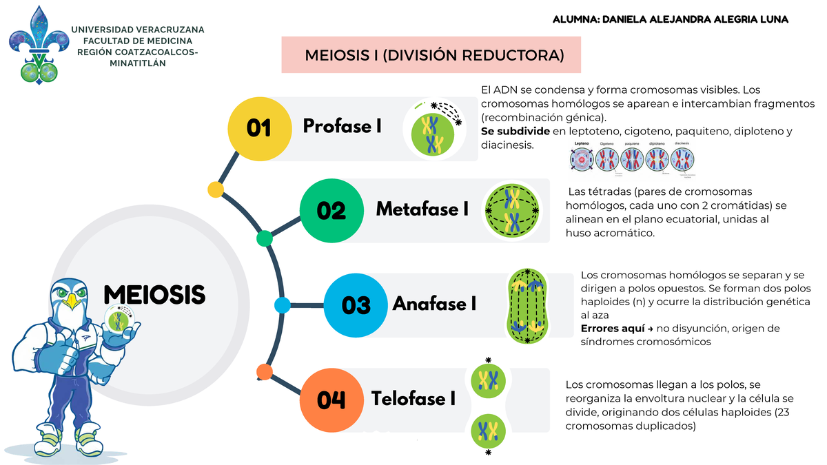 Meiosis - Crecimiento Profase I Metafase I Anafase I Telofase I El ADN ...