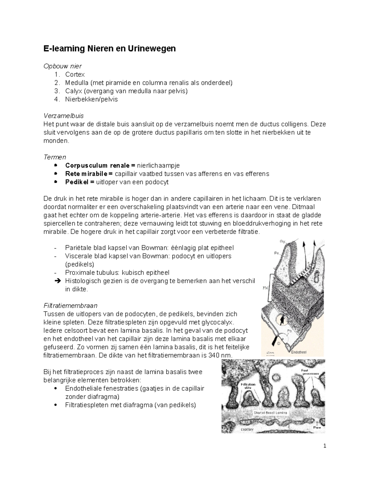 E-learning nieren - Cortex 2. Medulla (met piramide en columna renalis ...