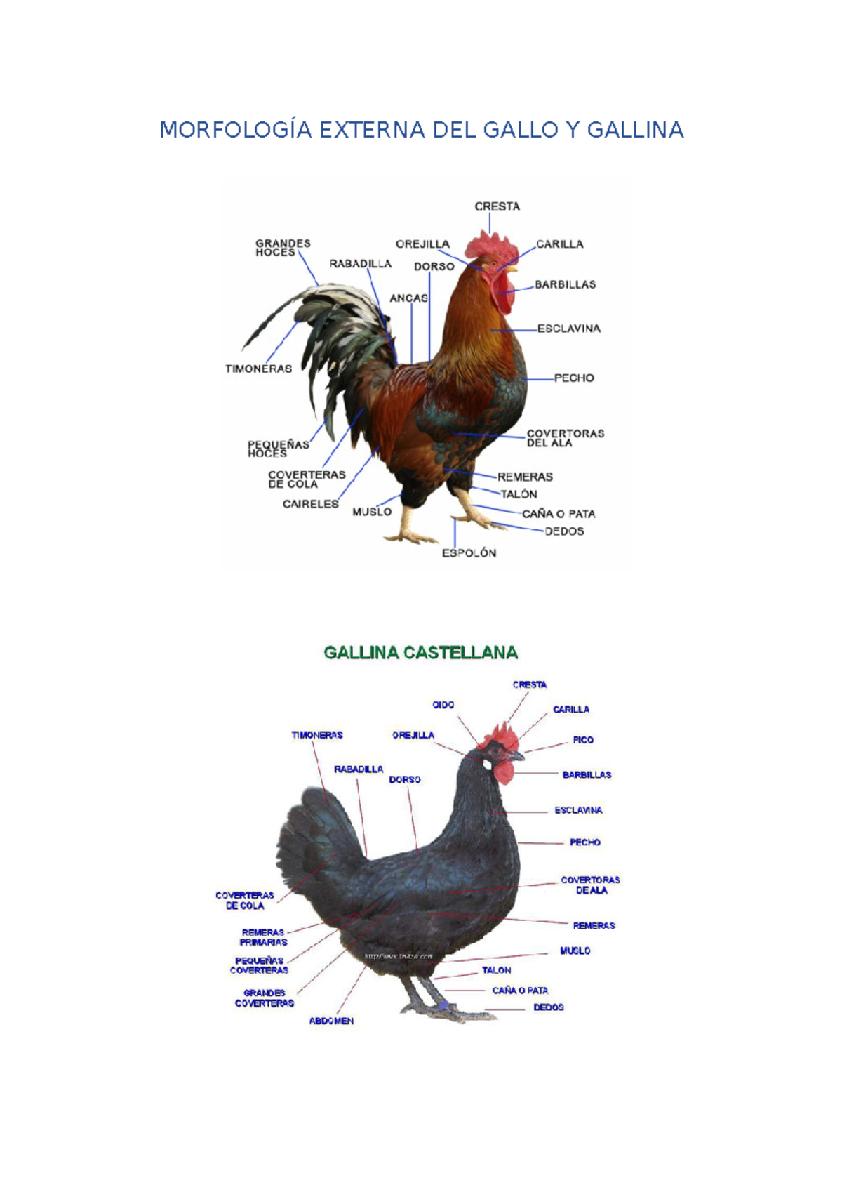 Anatomía De La Cabeza Del Gallo