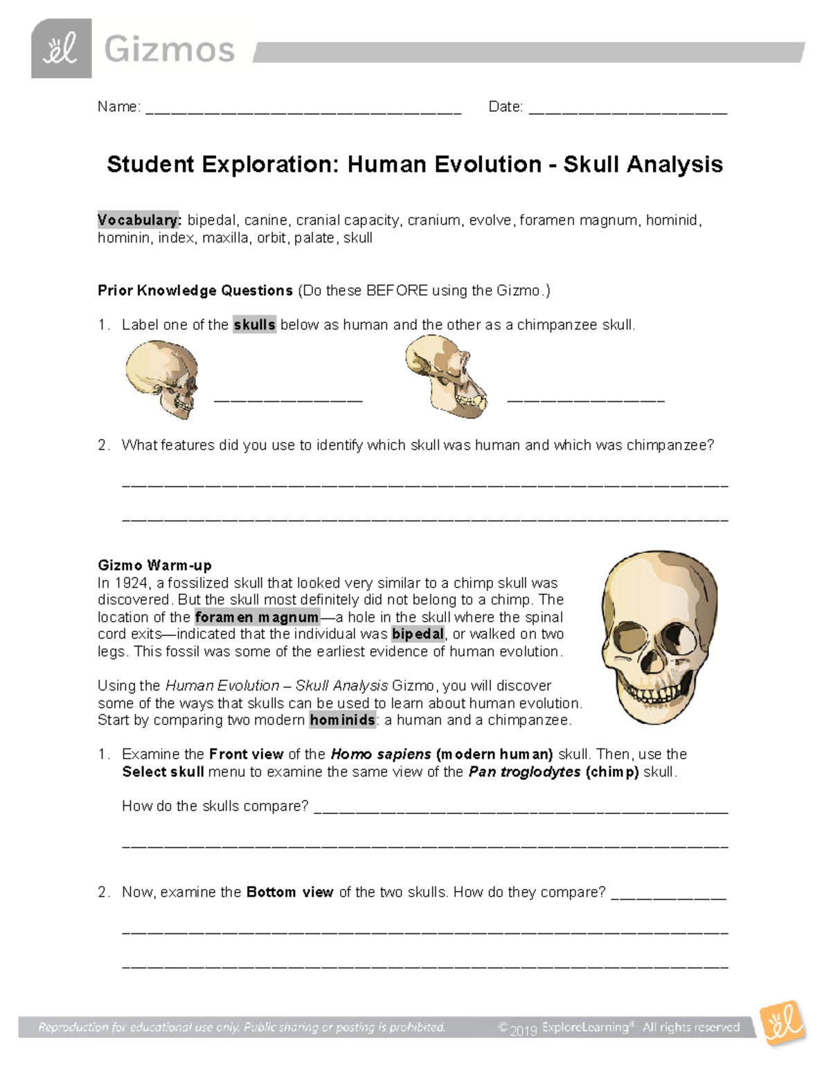 Human Evolution SE: Skull Analysis & Hominid Comparison - Studocu