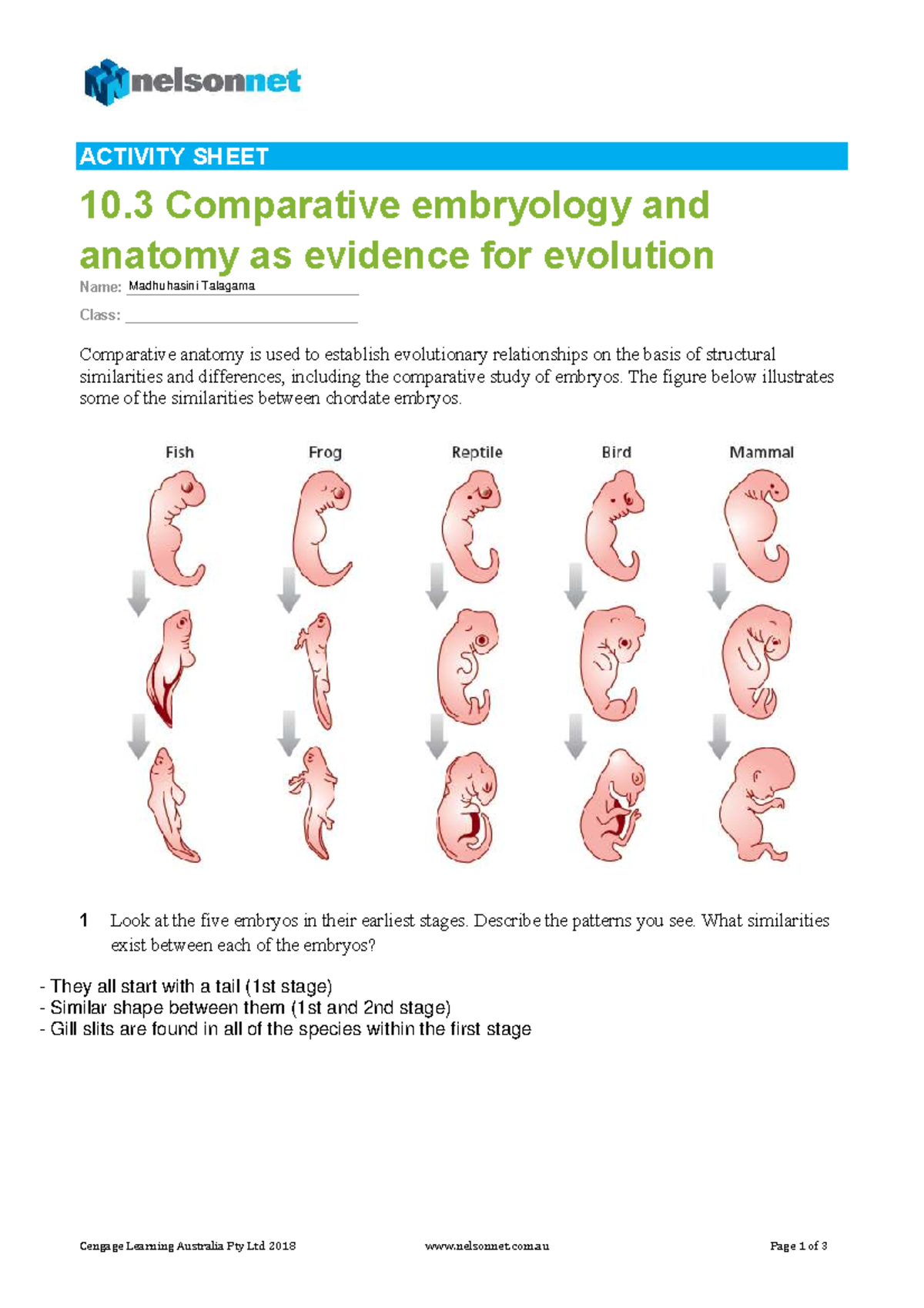 ACTIVITY SHEET 10.3: Comparative Embryology & Anatomy for Evolution ...