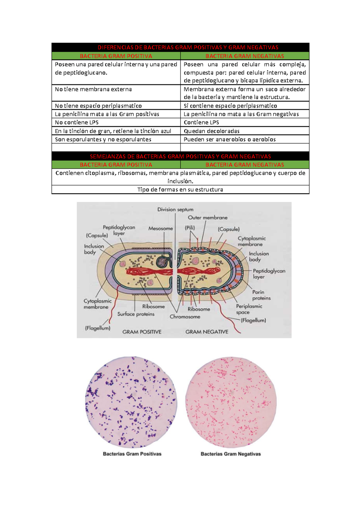 Diferencias DE Bacterias GRAM Positivas Y GRAM Negativas - DIFERENCIAS ...