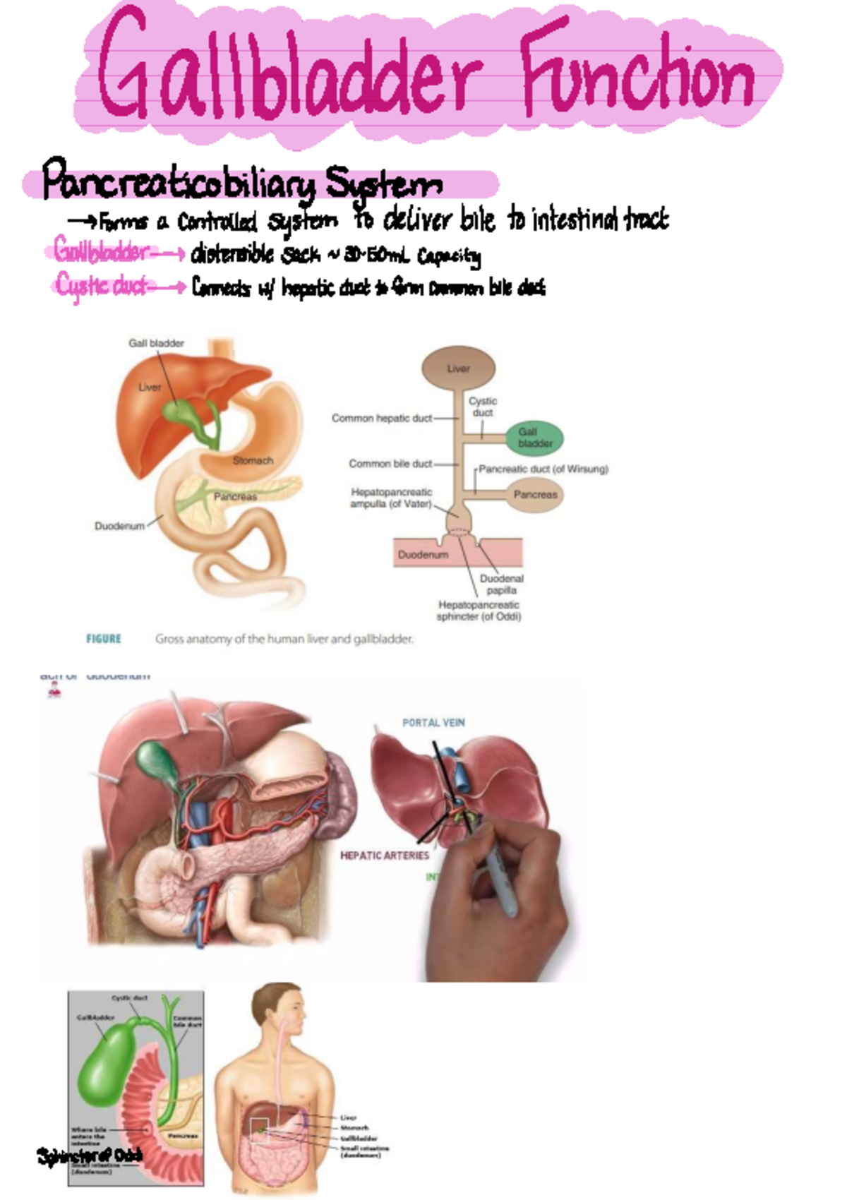 Patho 2 Exam 4 Study Notes: Gallbladder & Liver Function Insights - Studocu