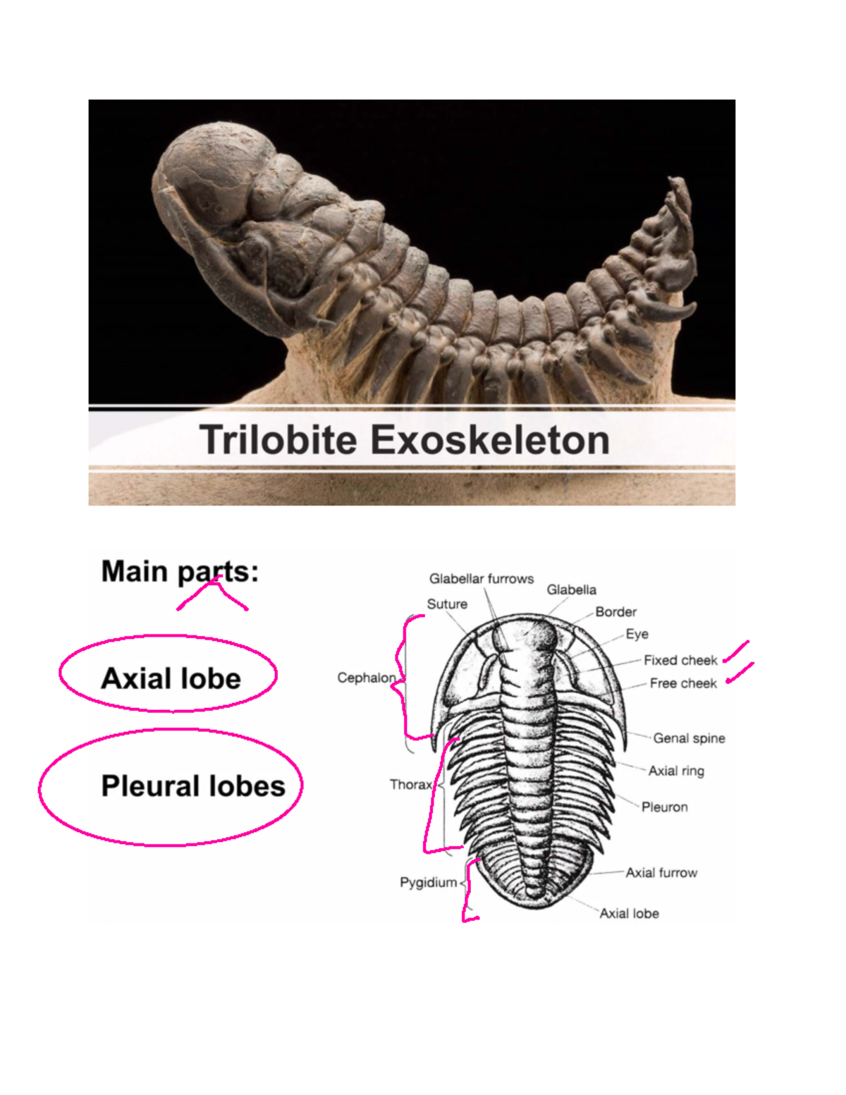 19-Phylum Arthropoda 2 - Palaeontology: Trilobite Exoskeleton Parts ...