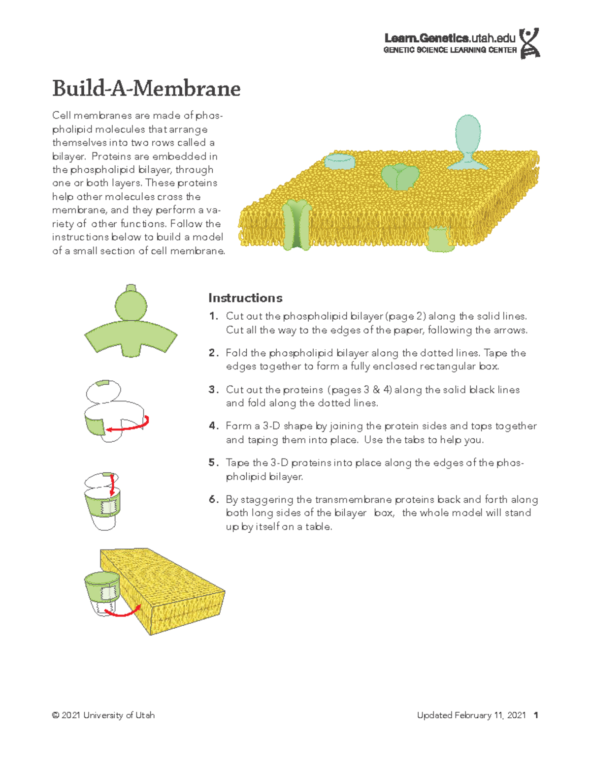 Build-a-Membrane Activity: Cell Membrane Model Instructions - Studocu