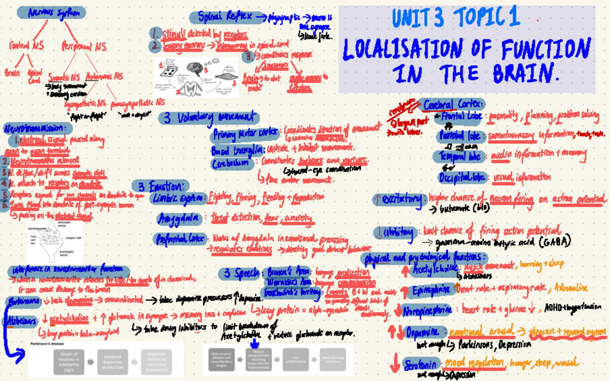 Psychology (PSY 101) Unit 3: Localisation of Brain Functions Overview ...
