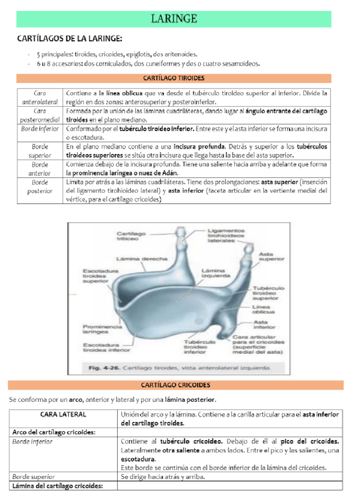 Resúmen de los Cartílagos de la Laringe - Anatomía y Función - Studocu