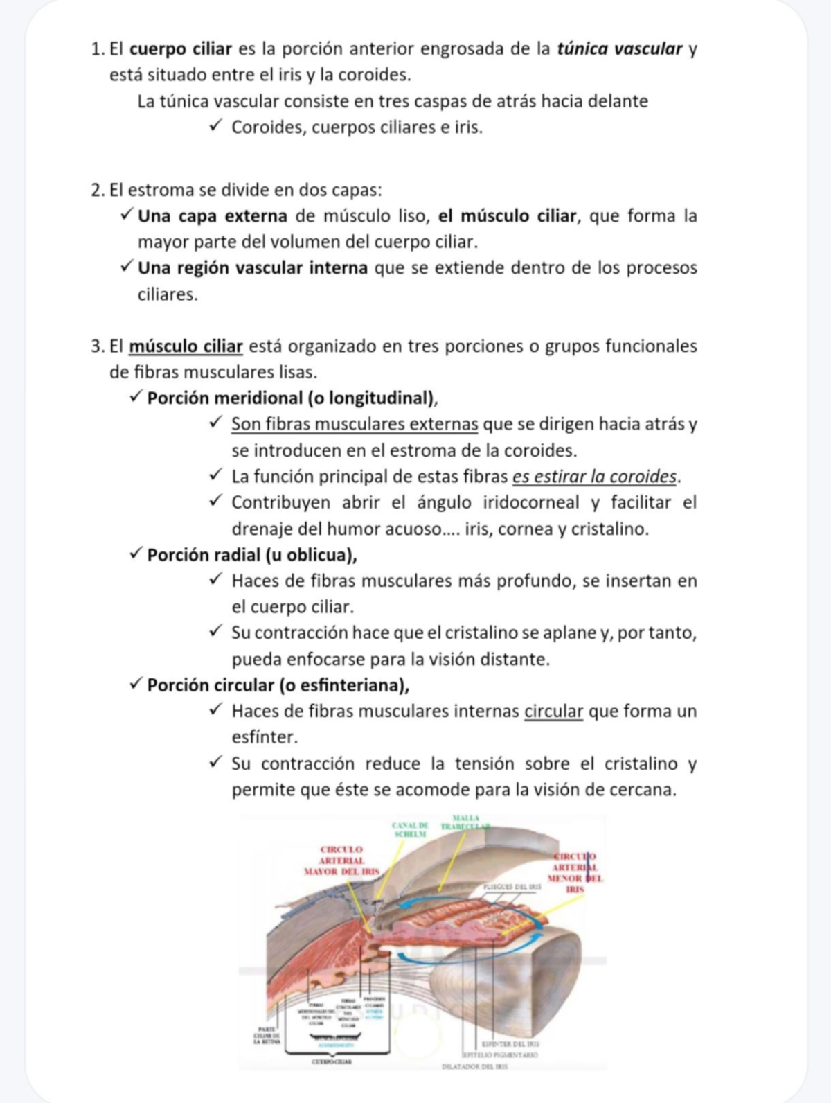 Resumen del Ojo: Estructura y Funciones del Cuerpo Ciliar y Retina ...