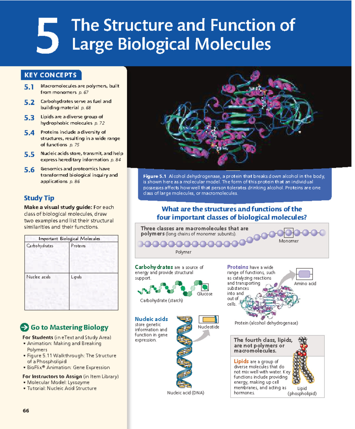 Unit 5: Chapter Notes on the Structure and Function of Large Biological ...
