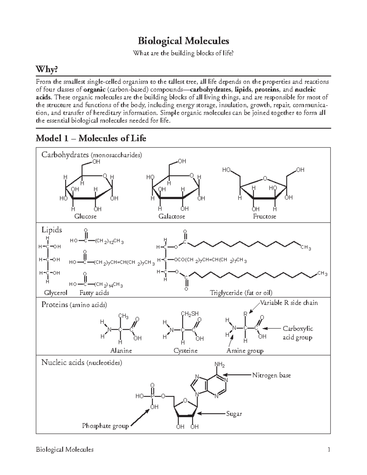 Biological Molecules: Key Concepts and Structures (BIOL 101) - Studocu
