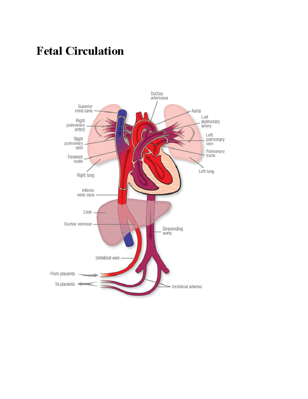 Fetal Blood Flow Through The Heart