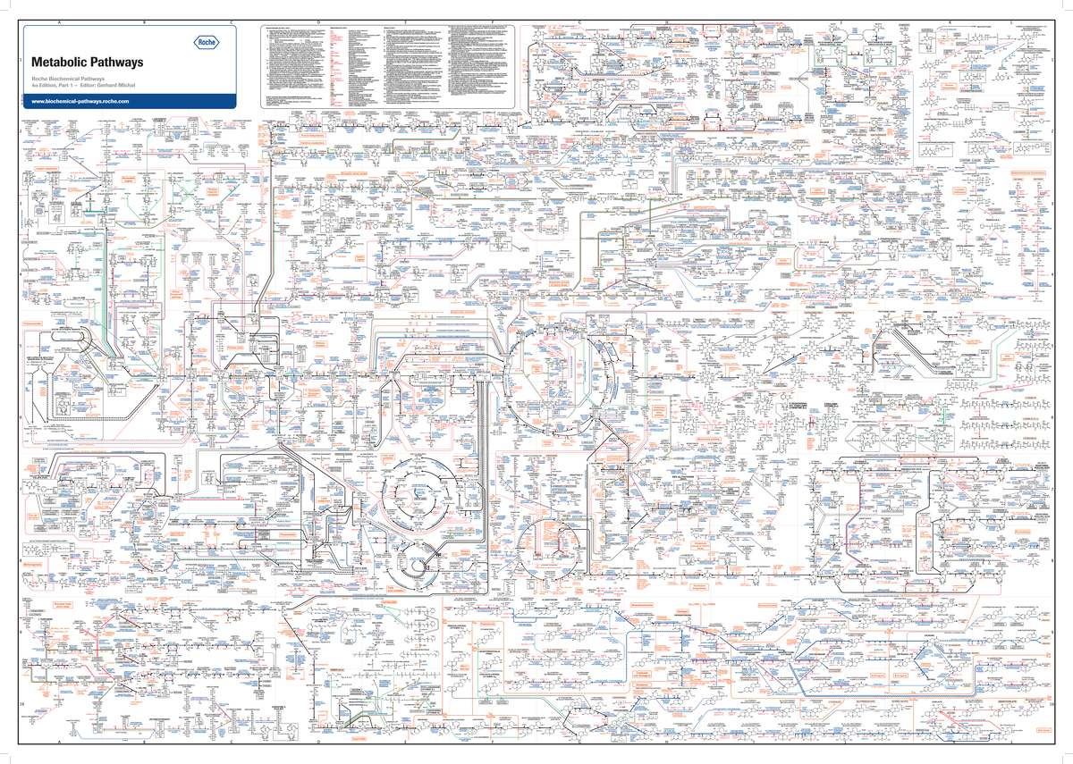 Biochemical Rutas metabolicas - Bioquímica - Roche Metabolic Pathways ...