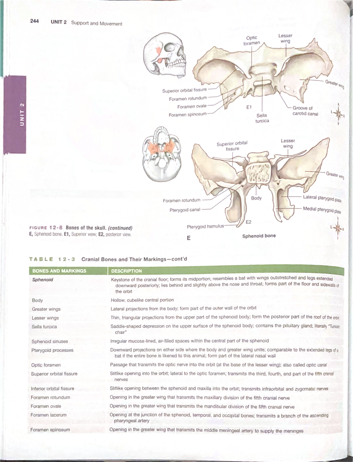 UNIT 2 Support and Movement: Detailed Overview of Cranial and Facial ...