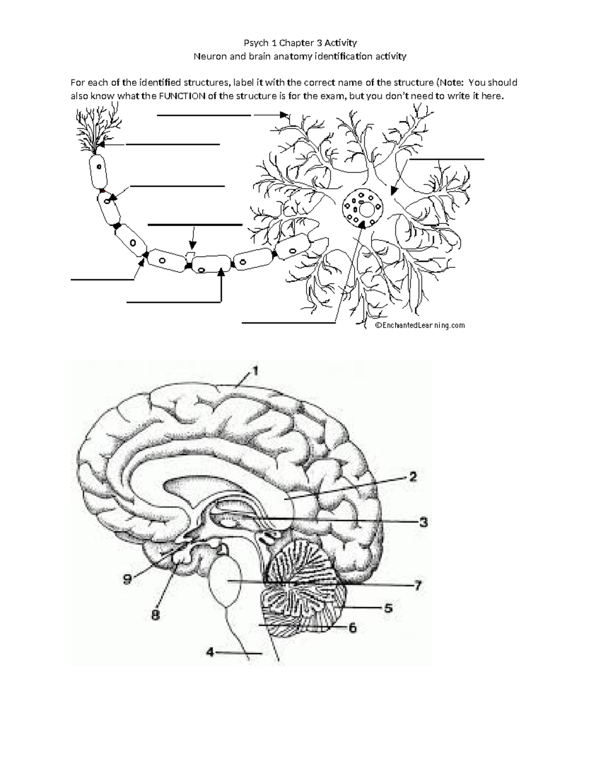 Psych 1 Chapter 3 Anatomy activity - 600060 - Psych 1 Chapter 3 ...