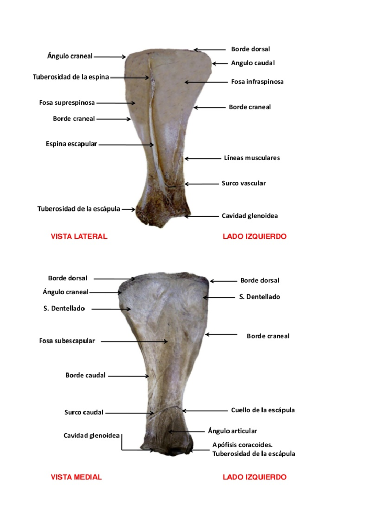 Anatomía De La Escápula Del Caballo