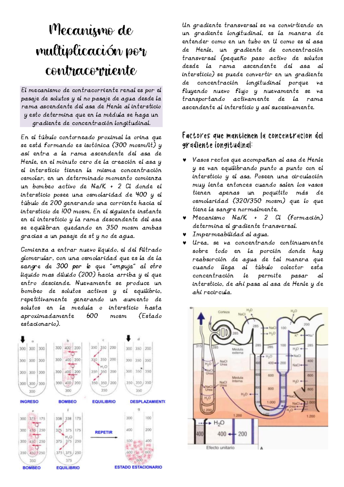 Fisiología Renal 3: Mecanismo de Contracorriente y Regulación ...