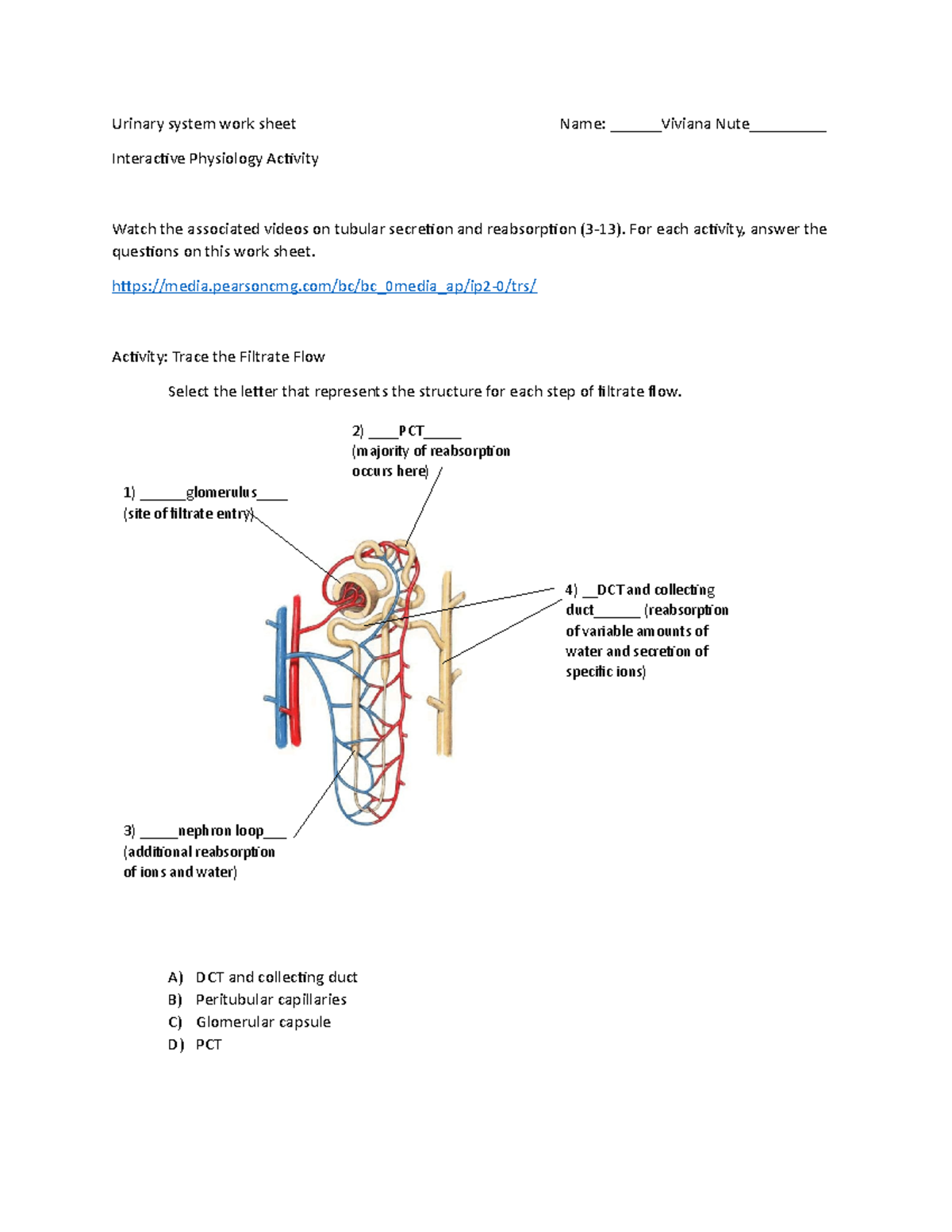 Urinary System: Tubular Reabsorption & Secretion Worksheet (Bio 101 ...