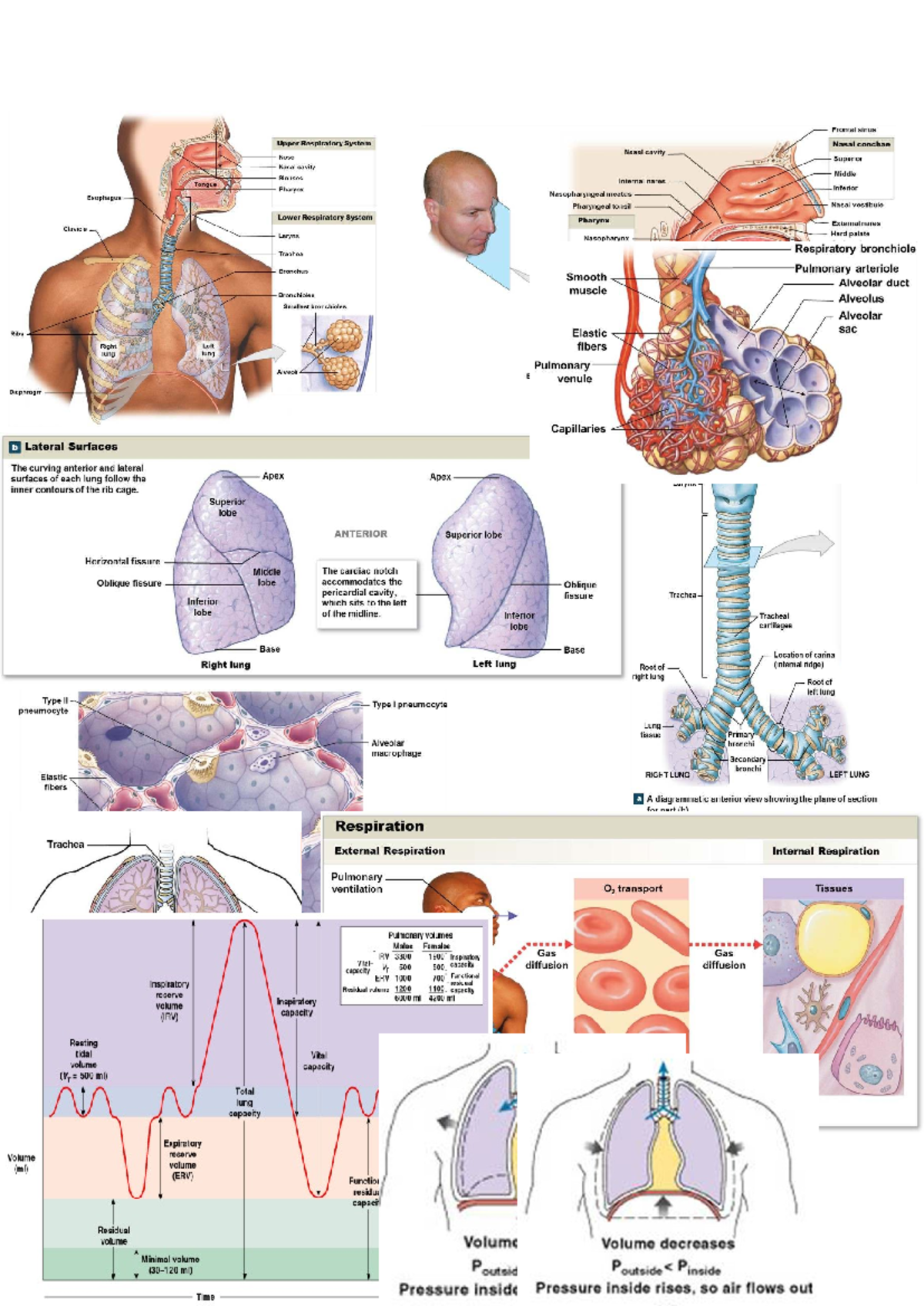 Lungs Anatomy and Function: A Comprehensive Overview (BIO 101) - Studocu