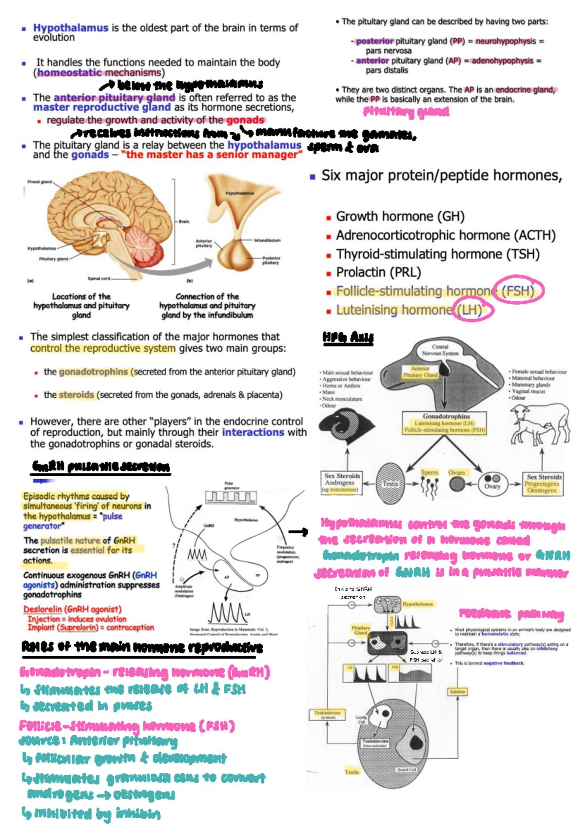 Female Repro - HPG Axis - Notes on Hormonal Control and Feedback - Studocu