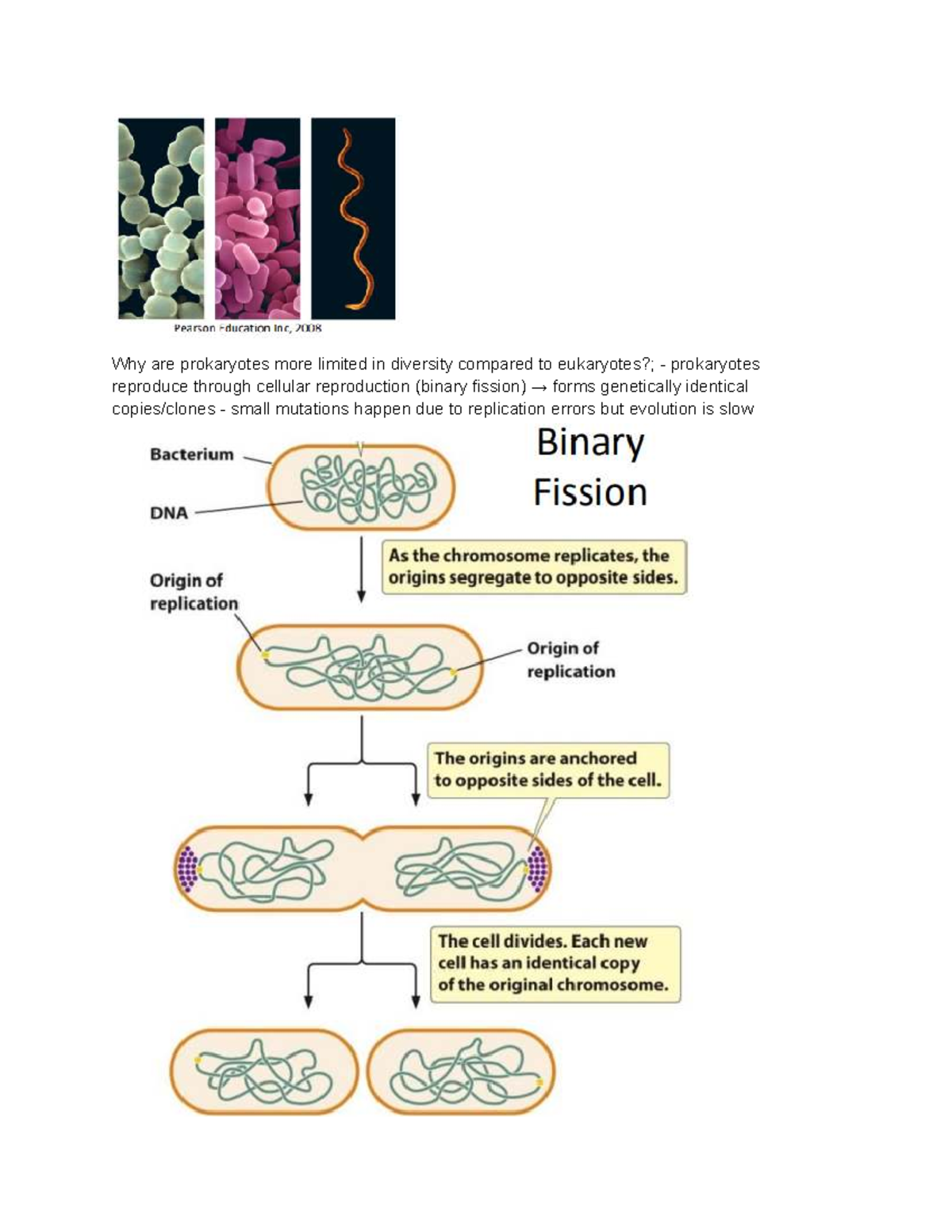 BIOL 207 Meiosis: Mechanisms, Stages, and Genetic Variation - Studocu