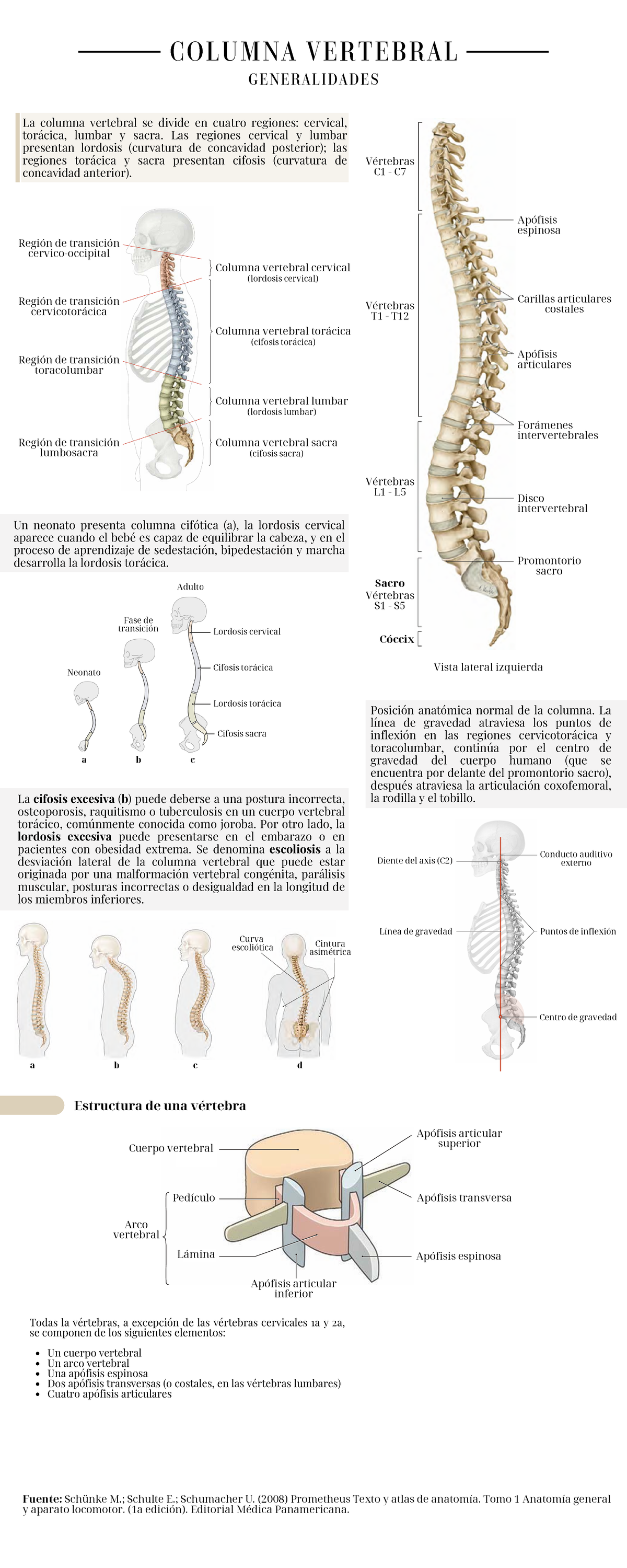 Estudio sobre la Columna Vertebral en Anatomía Humana (L-101) - Studocu