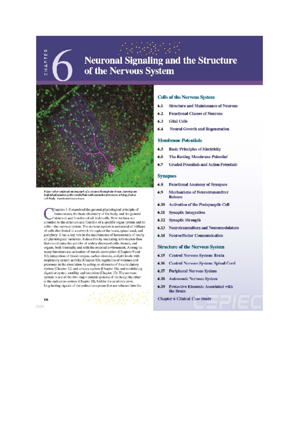 CHAPTER 6 Neuronal Signaling and Structure of the Nervous System: Key Concepts - Studocu