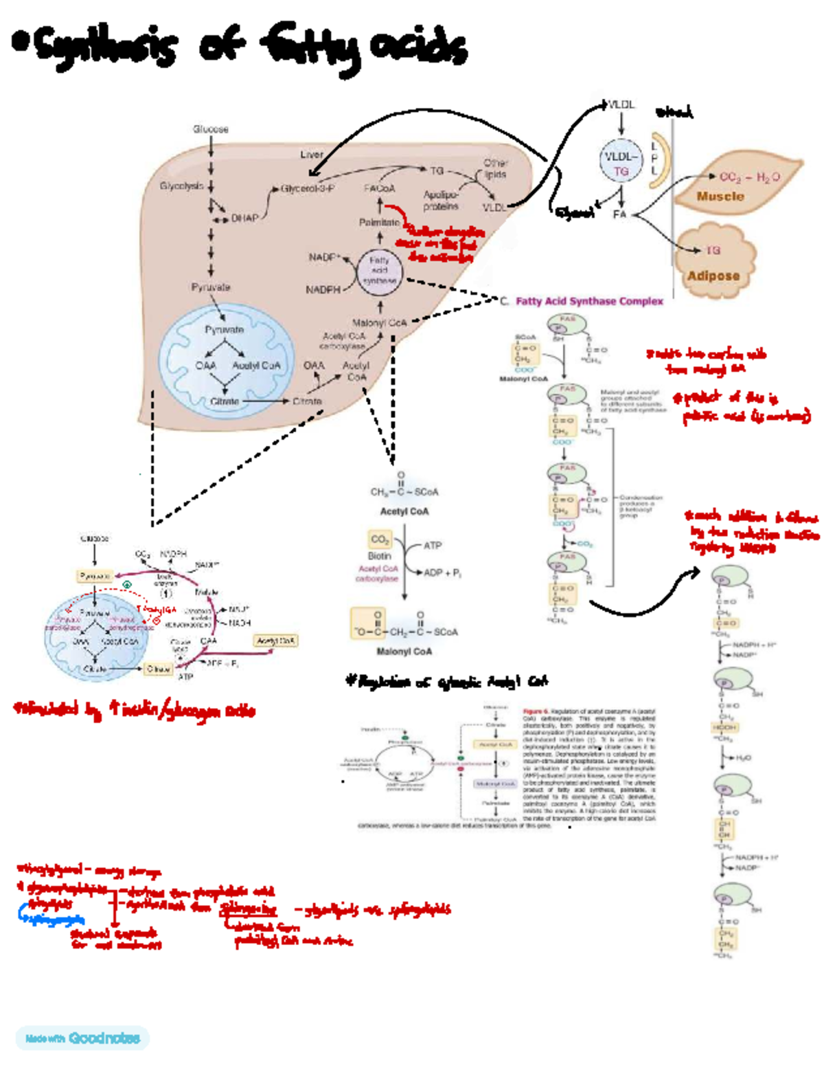 Biochem Notes: Fatty Acid Synthesis & Regulation (BIOL 301) - Studocu