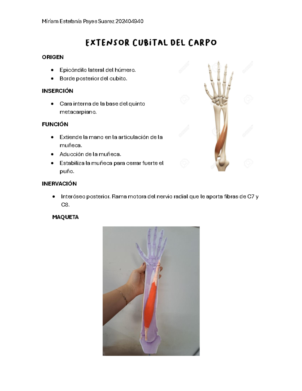 Extensor Cubital del Carpo - Anatomía - Miriam Estefanía Payes Suarez ...