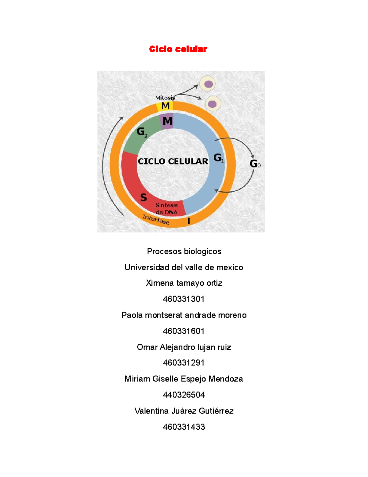 Practica 3 - Ciclo celular Procesos biologicos Universidad del valle de mexico Ximena tamayo ...