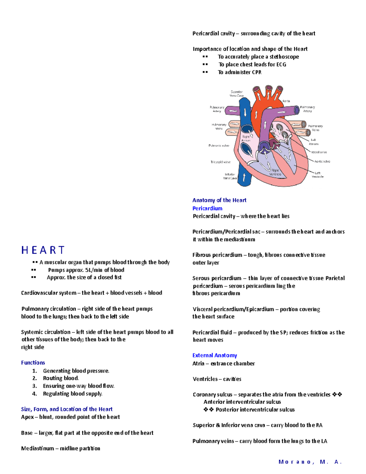 BIO 101: Cardiovascular System - Heart Anatomy and Functions - Studocu