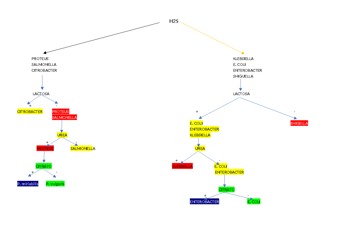 H2S - Hidrógeno sulfurado - Microbiología General - H2S PROTEUS ...