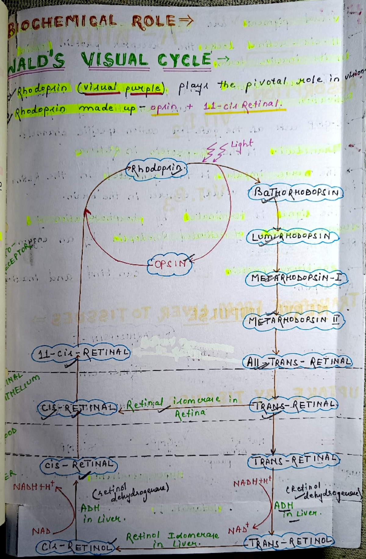 Wald's Visual Cycle - MBBS Handwritten Notes Summary - Studocu