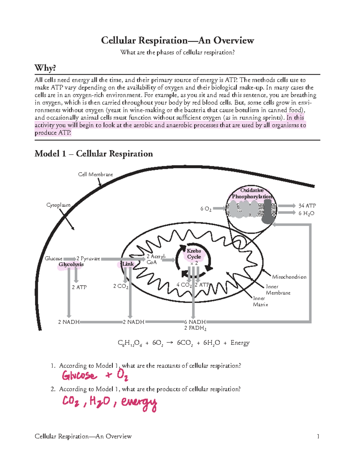 8 Cellular Respiration-An Overview-S - Cellular Respiration—An Overview ...