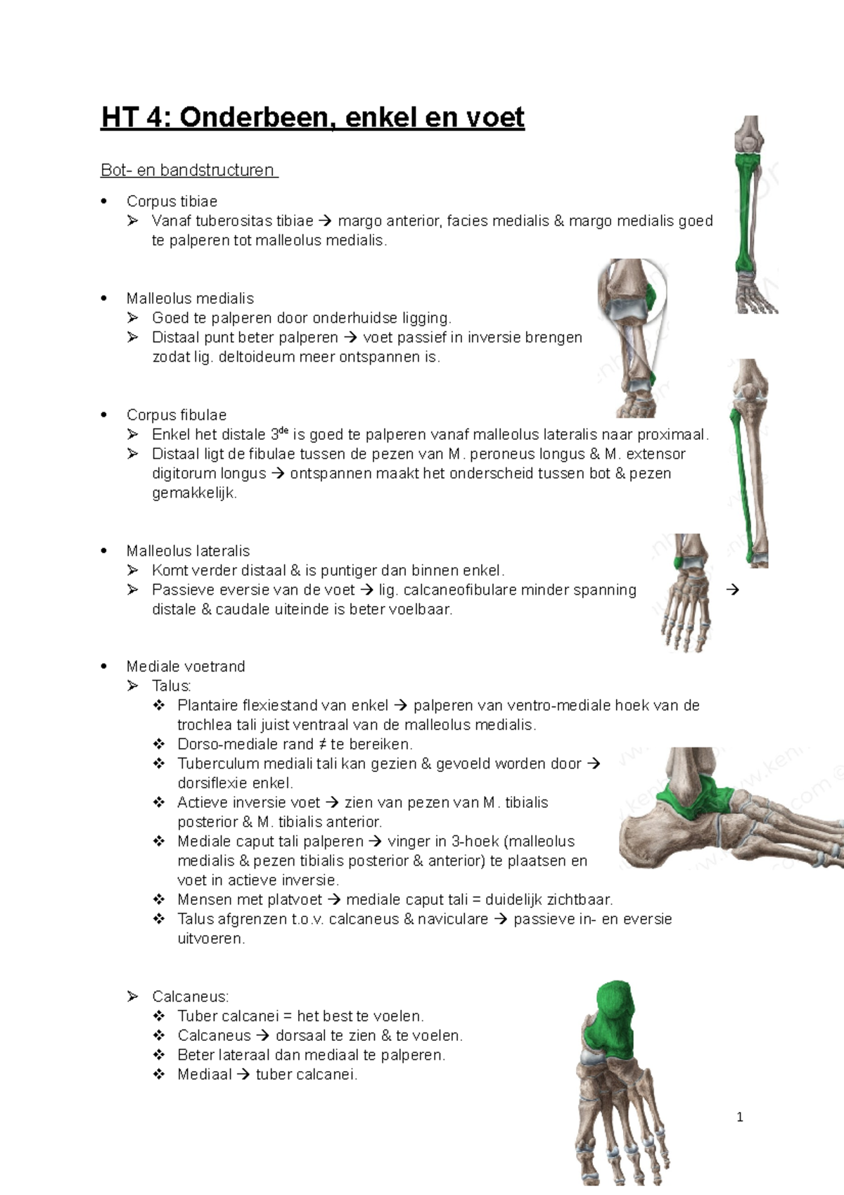 Anatomie van de Onderbeen en Voet: Botstructuren en Spieren (HT 4 ...