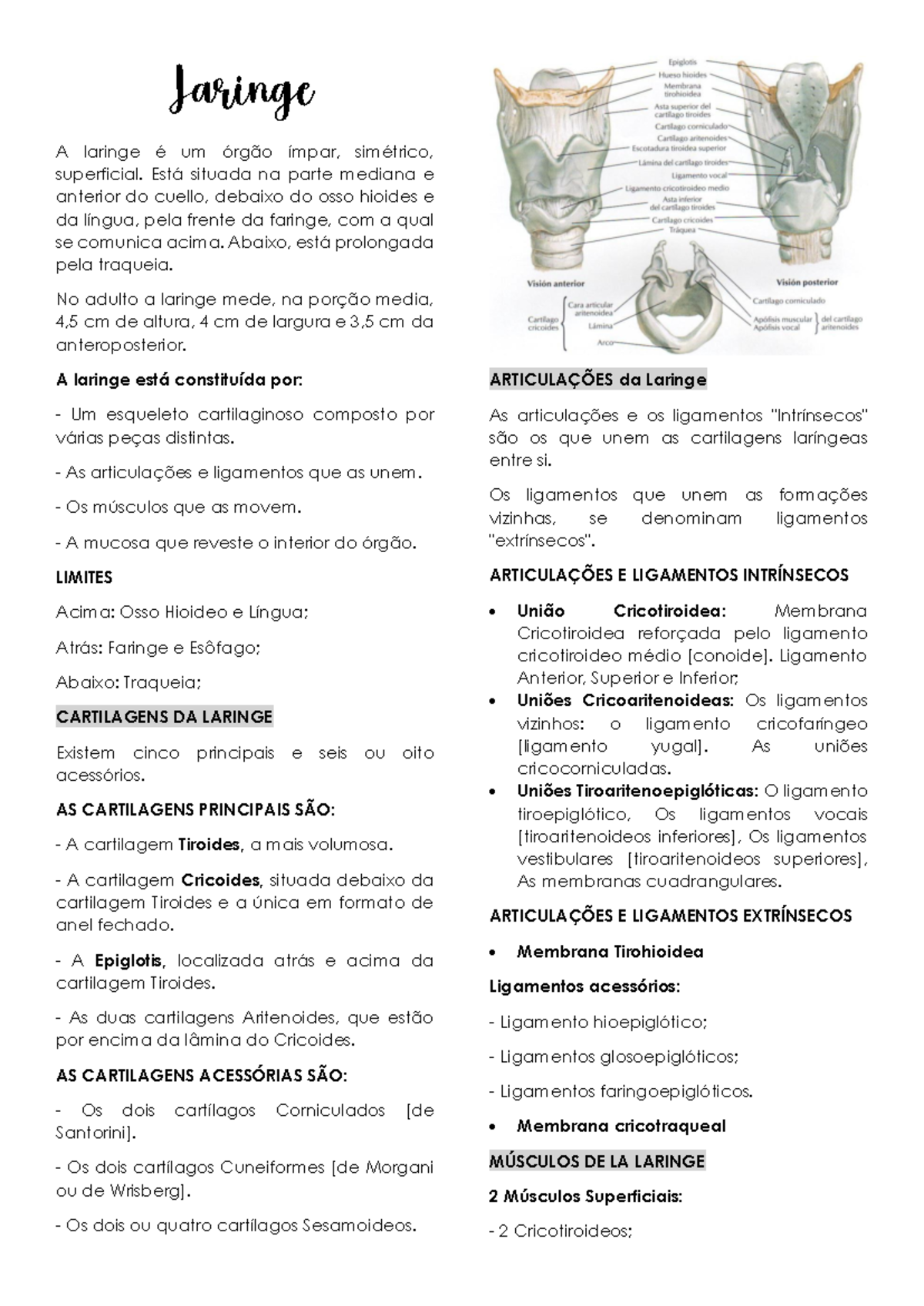 Resumo sobre a Laringe e Faringe em Anatomia Humana - Studocu