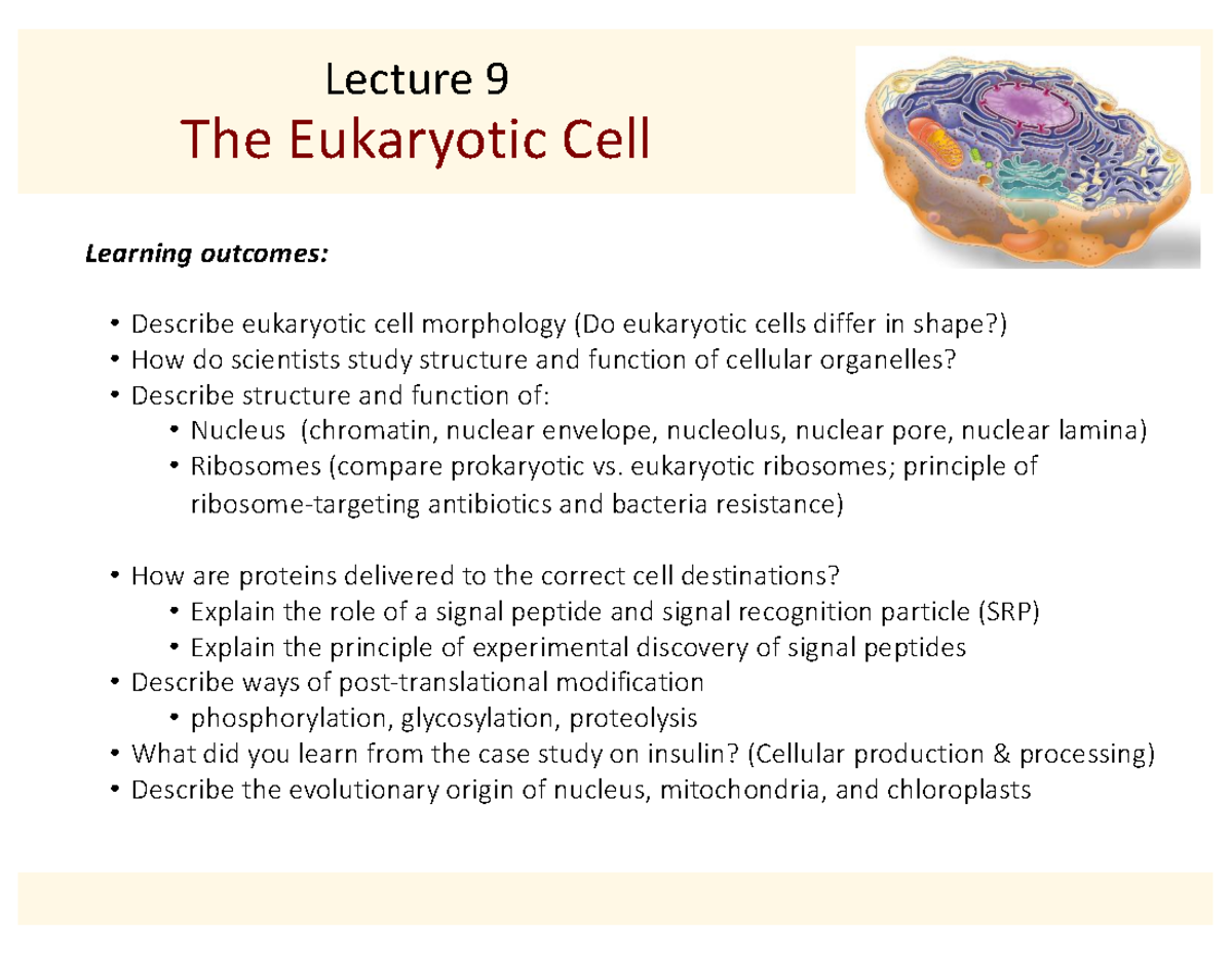 Eukaryotic Cell Structure and Function: Lecture 9 Overview - Studocu