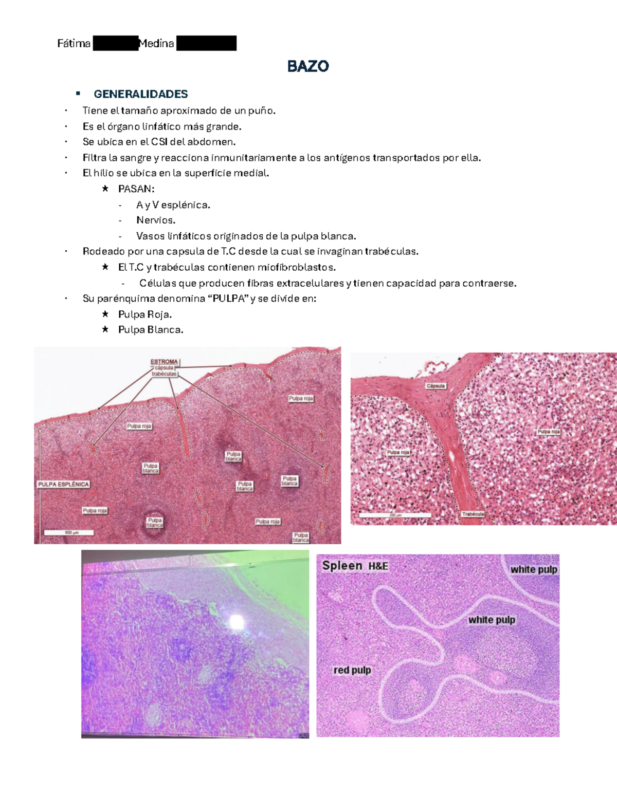 Histología del Bazo: Generalidades y Estructura Específica - Studocu