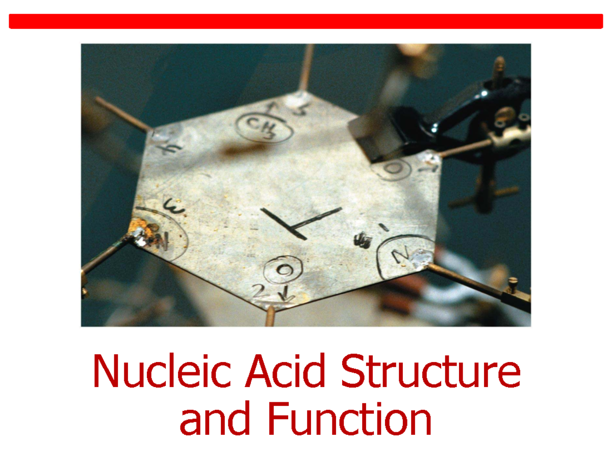 Nucleic Acid Structure & Function: Insights from Lecture 07 (Ch4) - Studocu
