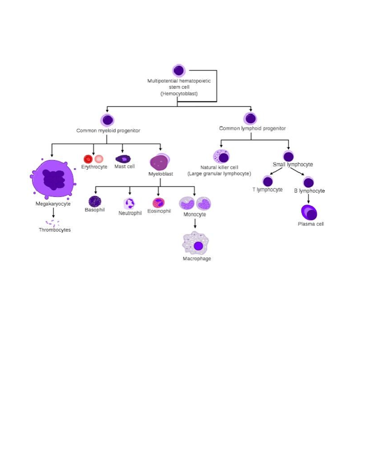 Erythropoiesis - Dsfvyv - BS in Medical Laboratory Science ...