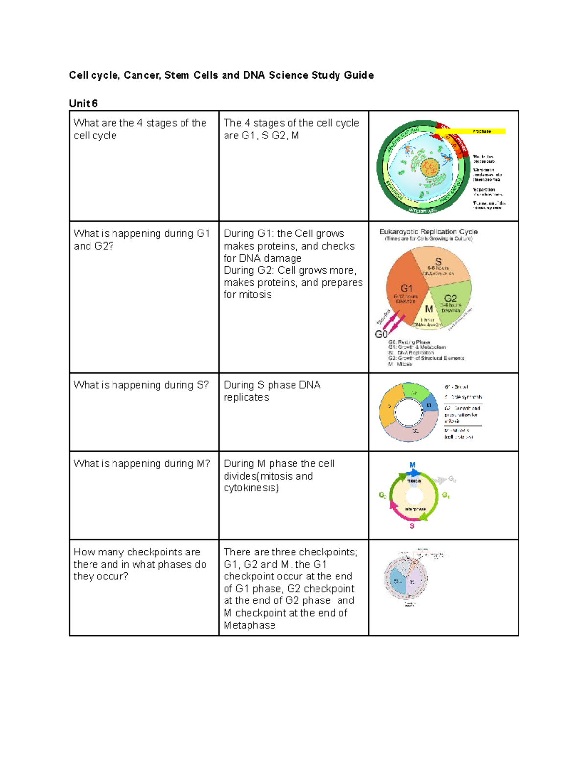 Unit 7: Protein Synthesis & Genetic Engineering Study Guide - Studocu