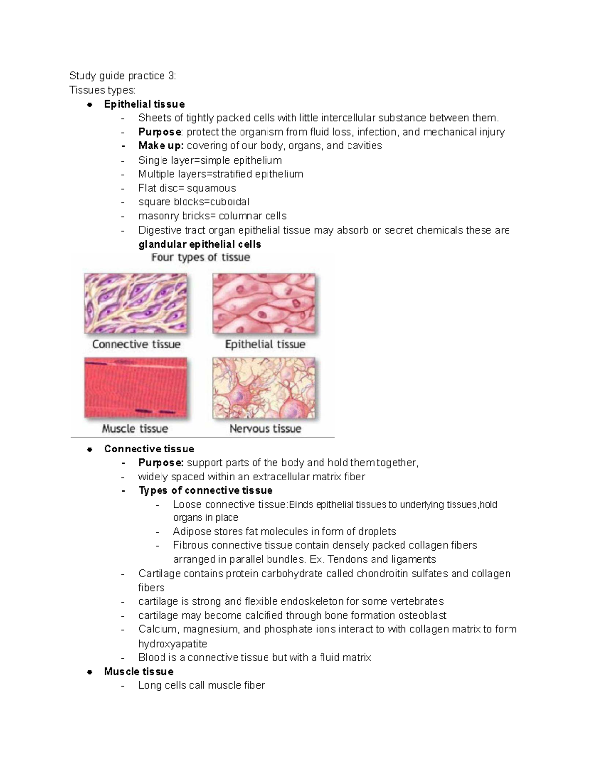 Lab Exam 3 Study Guide: Tissue Types and Functions - Studocu