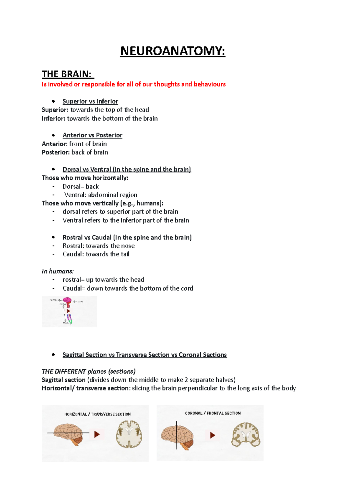 Neuroanatomy- tutorial notes - PSY - Studocu