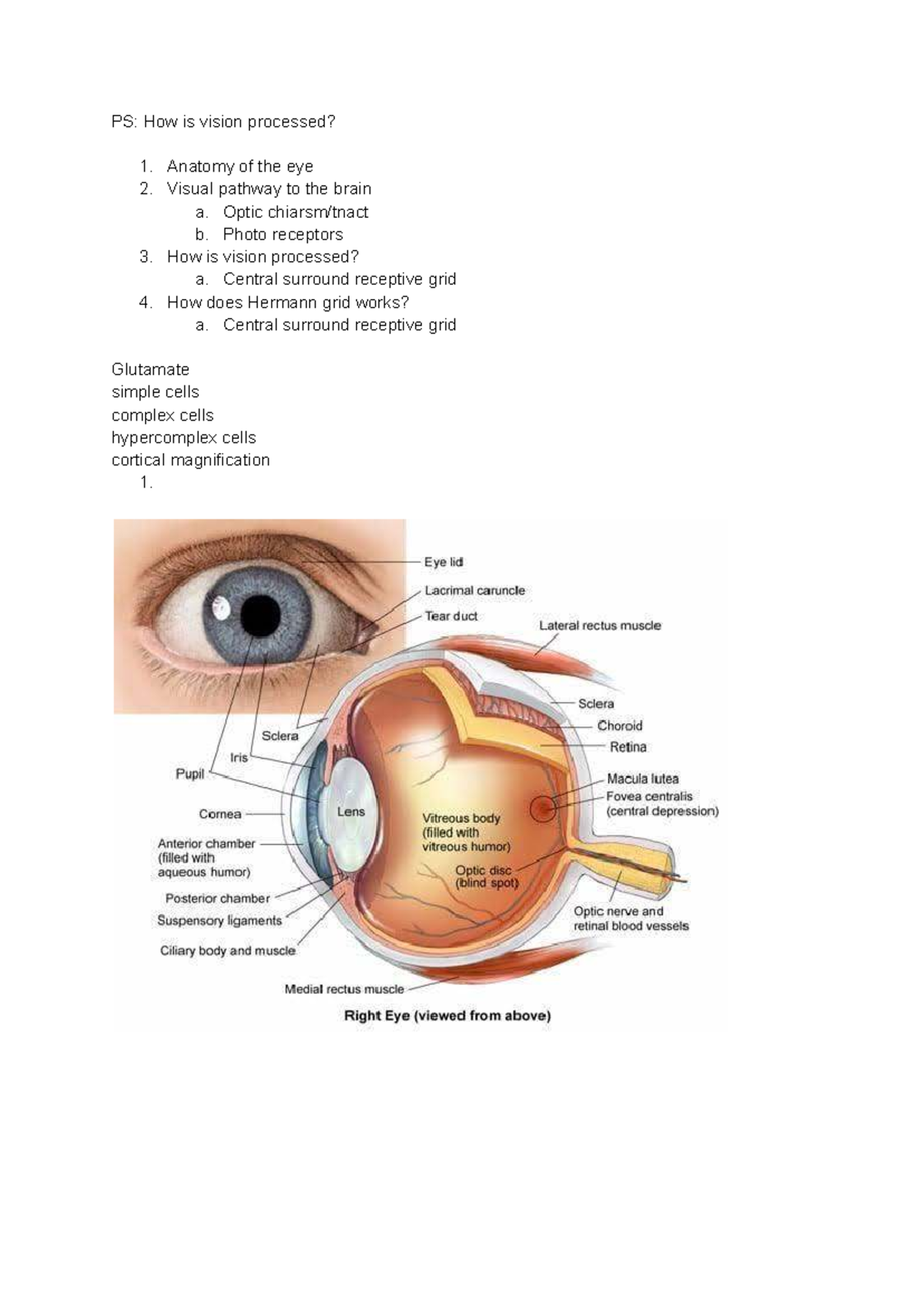 BBS1004 Case Study 3: Vision Processing and Eye Anatomy Summary ...