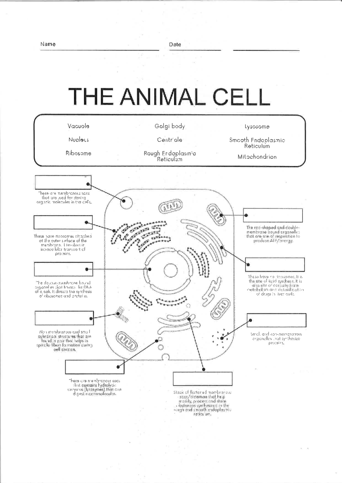 Animal and Plant Cell Structures: Key Organelles Explained - Studocu