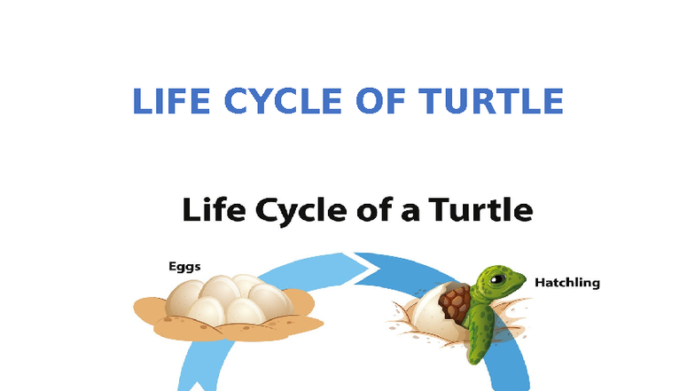 LIFE CYCLE OF TURTLES: Stages from Egg to Adulthood - Studocu
