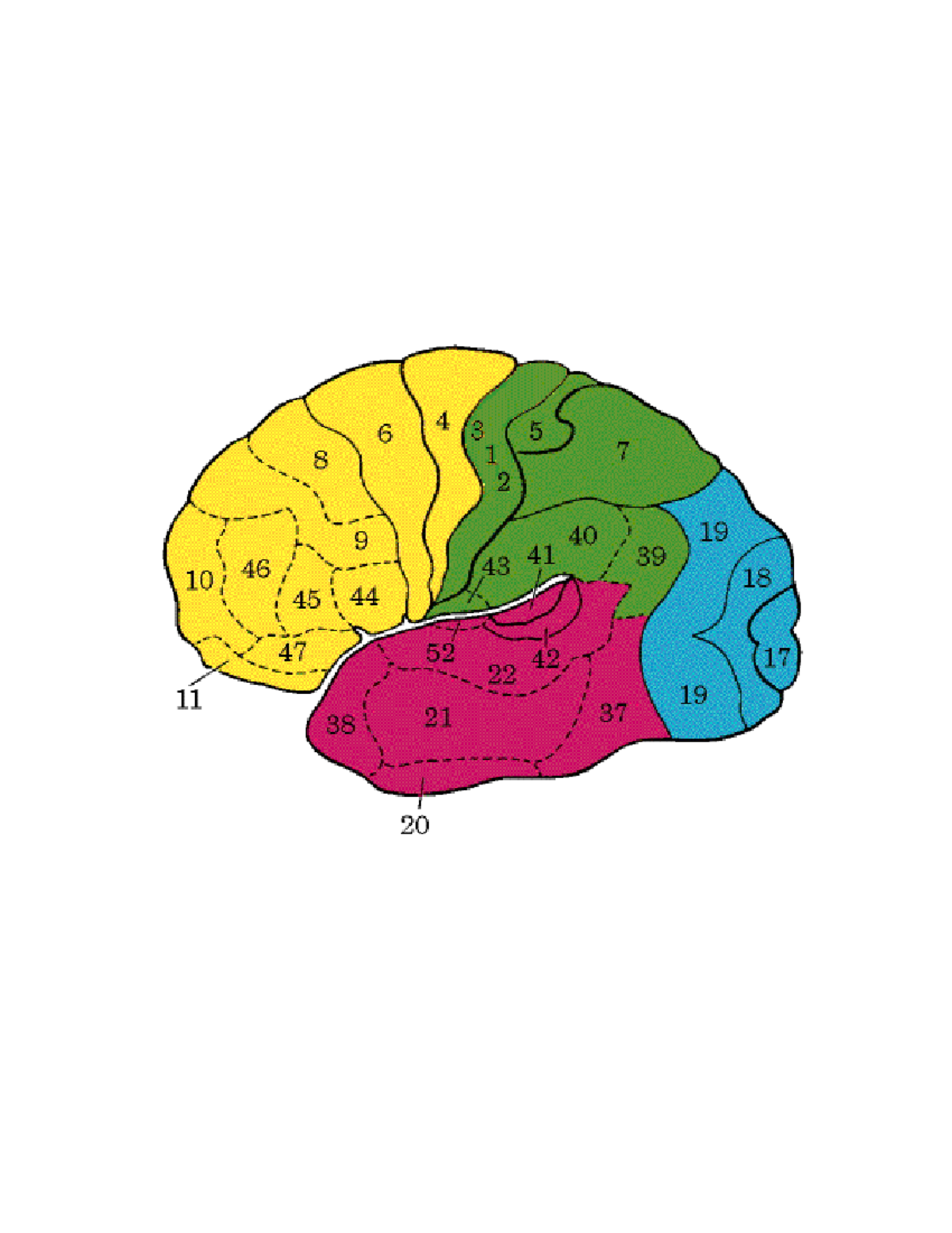Inferior Parietal Lobule Brodmann Area