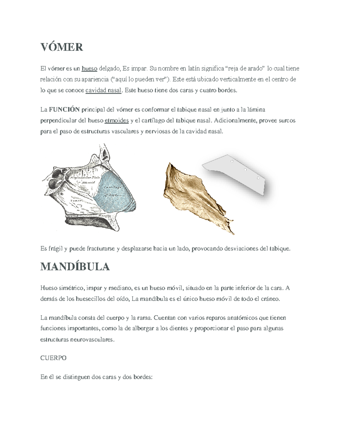 Huesos DE LA CARA Vómer, Mandíbula E Hioides - VÓMER El vómer es un ...