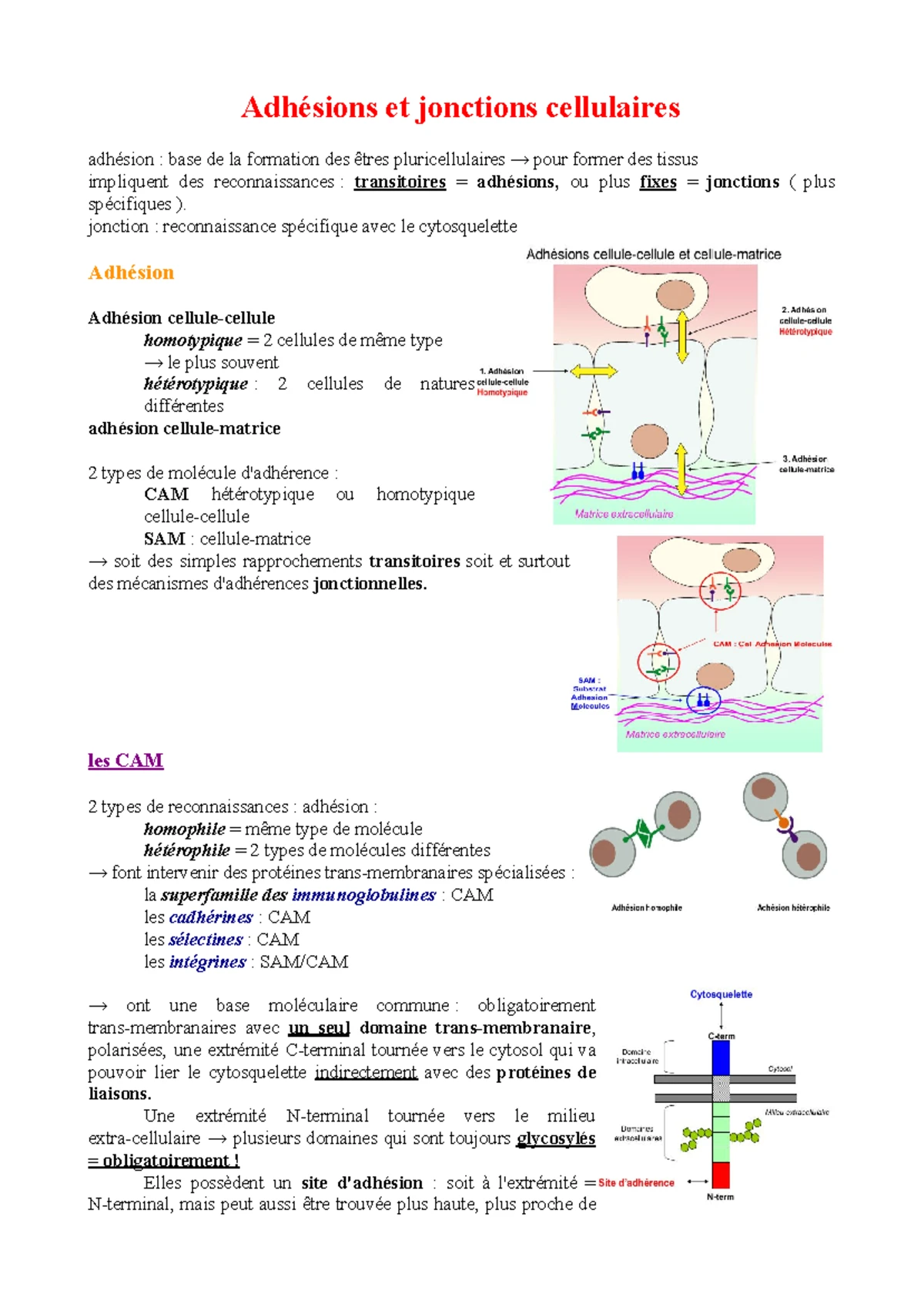 Cours sur les lysosomes - Les lysosomes Les lysosomes, selon le type cellulaire et les ...