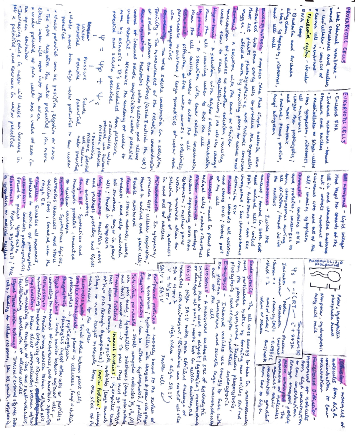 AP Biology Unit 2 Review - PROKARYOTIC CELLS EUKARVOTIC CELLS all ...