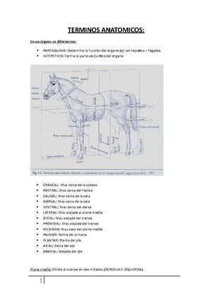 Miologia-musculatura miembros anteriores y posteriores - GENERALIDADES DE MIOLOGIA MIOLOGIA ...